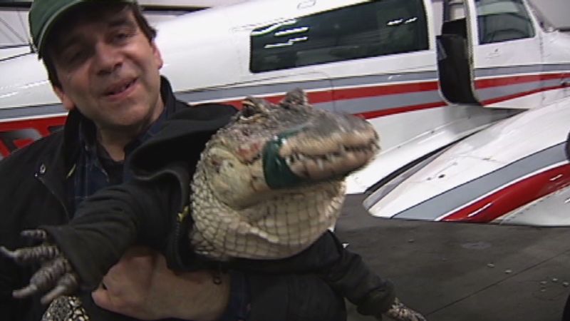 Alligators don sweatshirts and fly to Wisconsin to see a specialist. | CNN