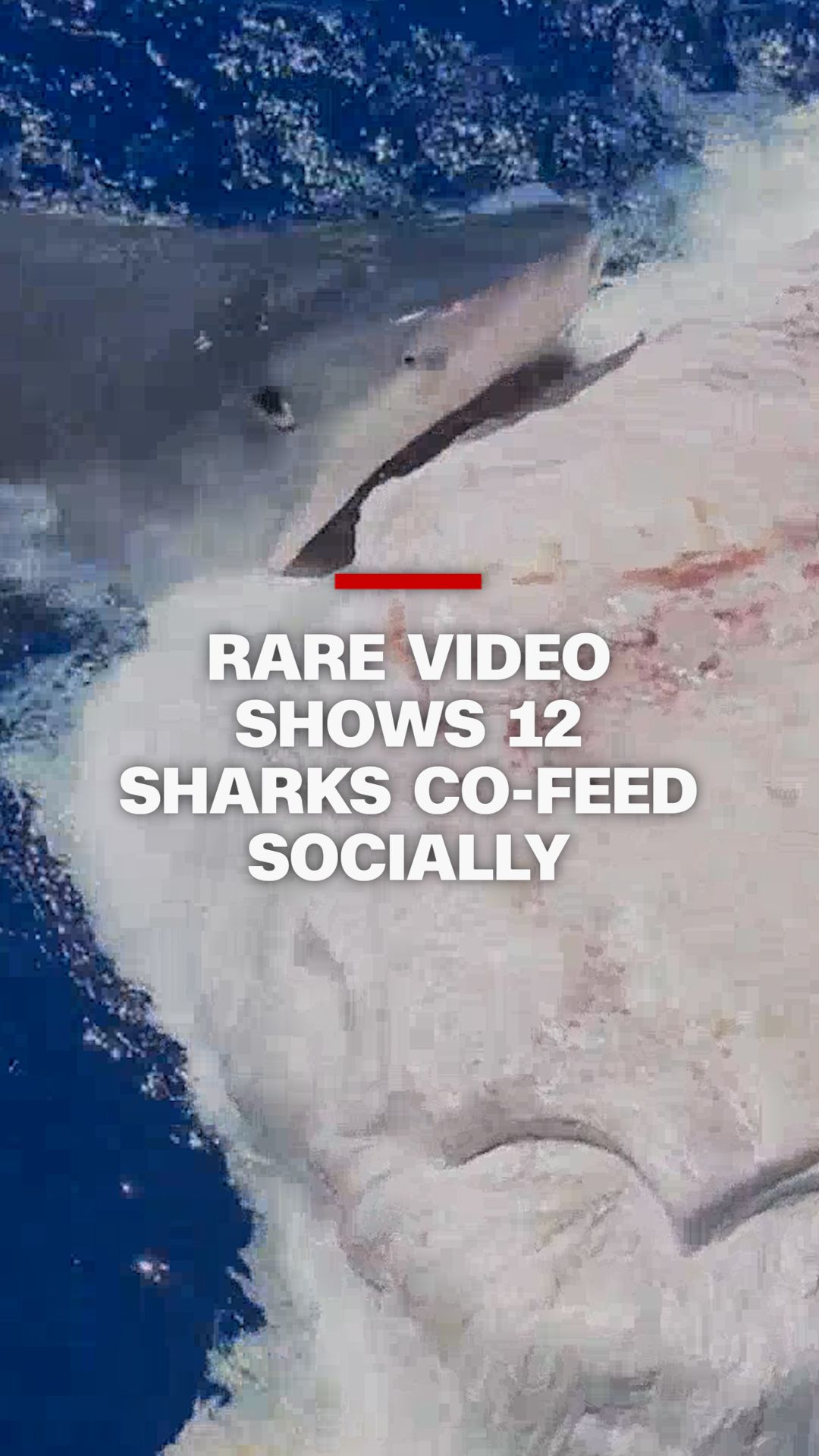 Van and Shermichael go head-to-head on Trump’s 100 days | CNN Politics