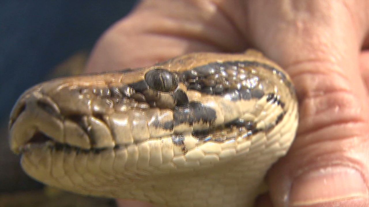 New evidence shows a growing Everglades python problem. | CNN