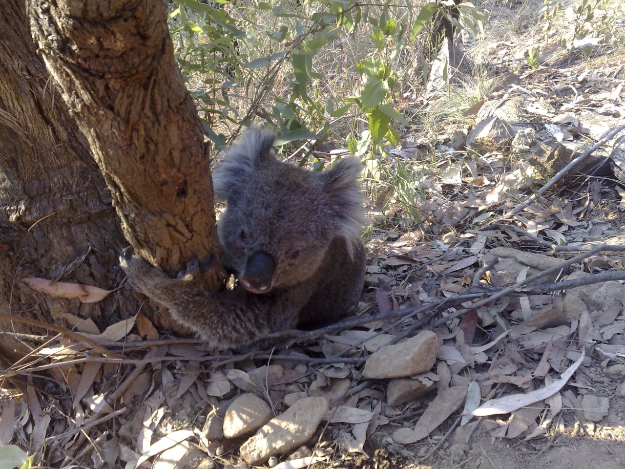 Australia Delays Decision On Koala Listing CNN australia-delays-decision-on-koala-listing-cnn