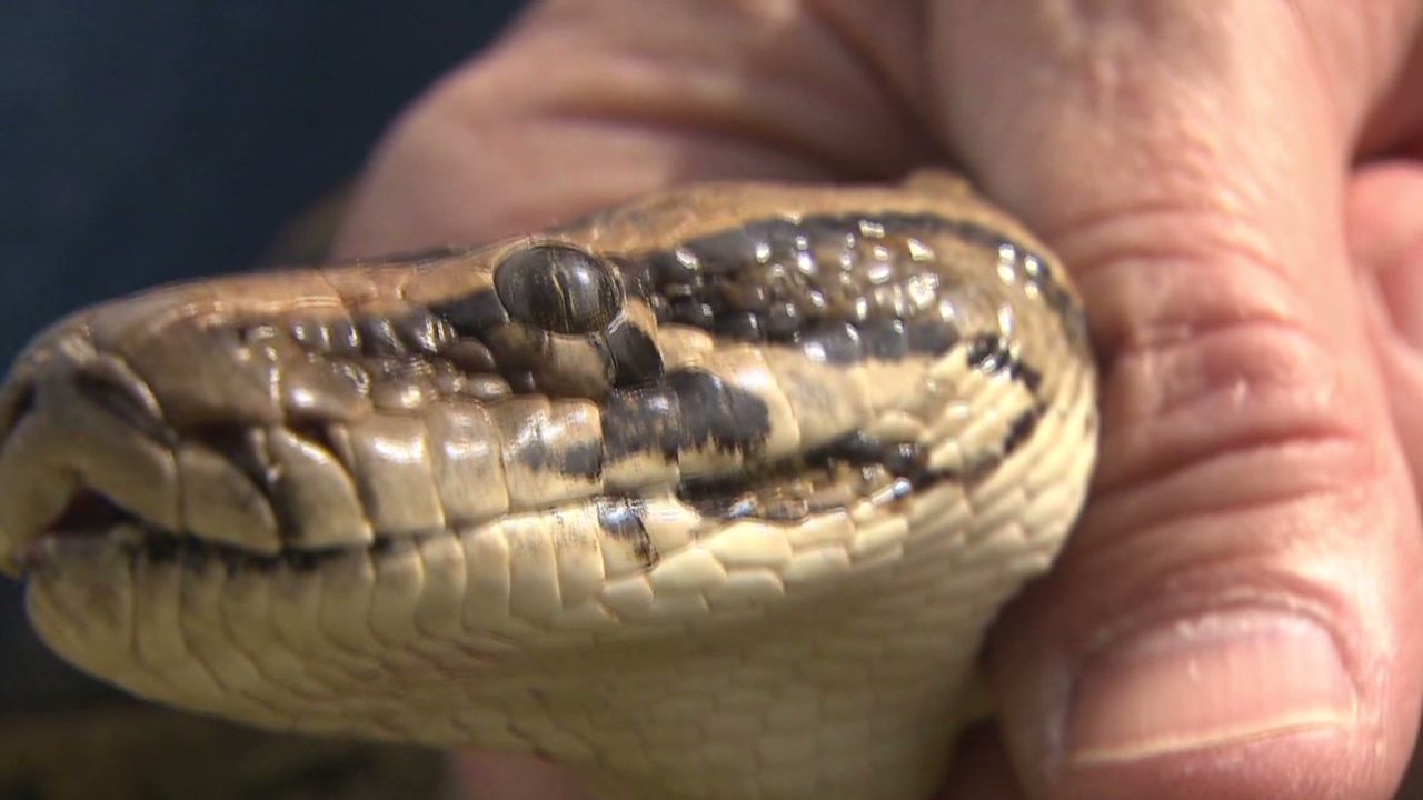 Python invasion of Everglades might be worse than thought | CNN Business
