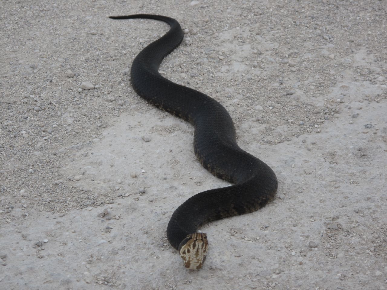 Hunt a snake that can eat a deer? | CNN