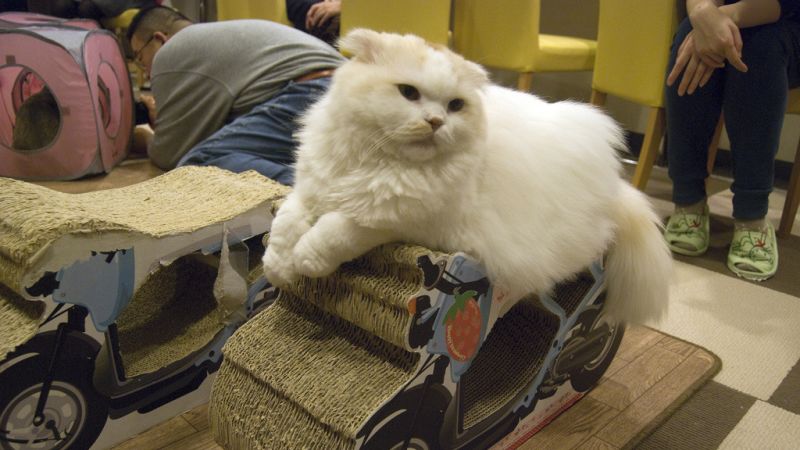 For the love of cats | CNN