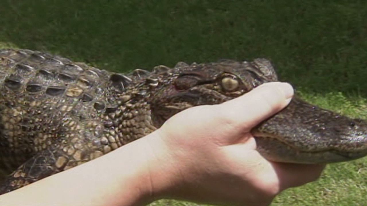 Alligator attacks man during rescue | CNN