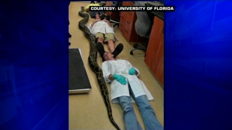 See 18-foot python caught in Florida | CNN