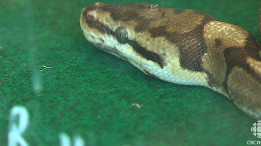 Escaped python strangles sleeping boys | CNN