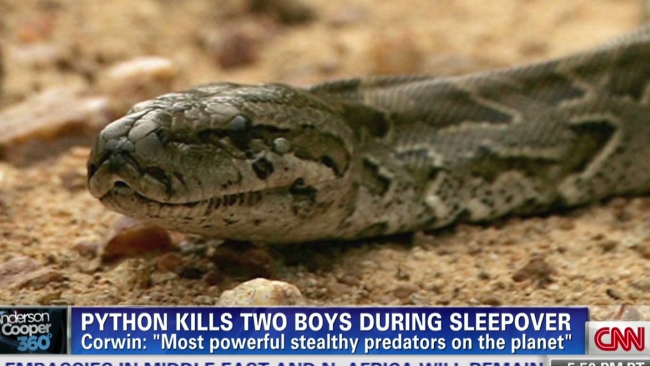 Python reportedly kills two young boys | CNN