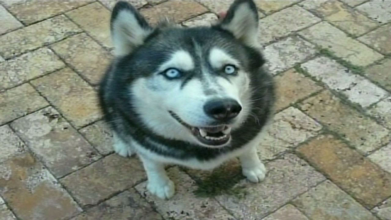 10-foot long python kills Siberian Husky | CNN