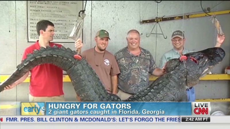 550+ lbs gators caught in Florida, Georgia | CNN