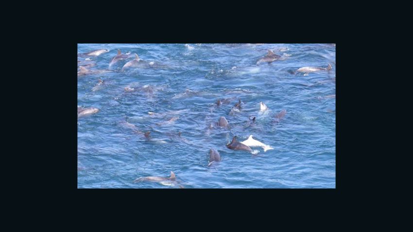 Japan Officials Defend Dolphin Hunting At Taiji Cove Cnn