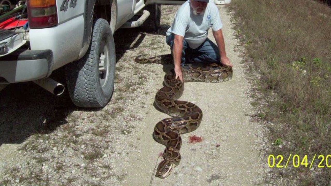 18-foot python found in Florida | CNN