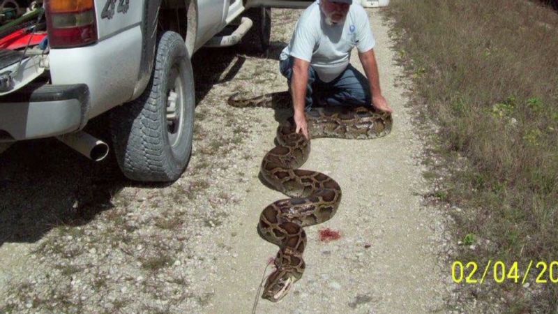 18-foot python found in Florida | CNN