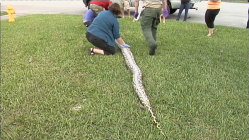 17-foot, 8-inch python killed in Florida | CNN