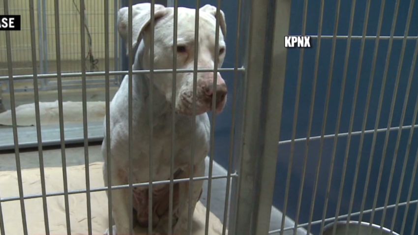 Pit bull that mauled boy ruled ‘vicious’ | CNN