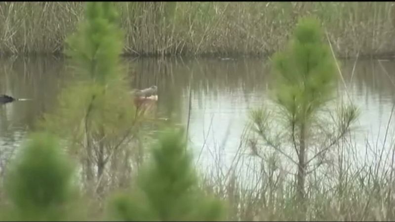 Alligator bites off part of woman’s arm | CNN