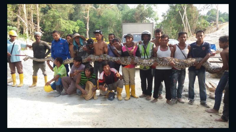 25-foot snake dies in Malaysia after capture | CNN