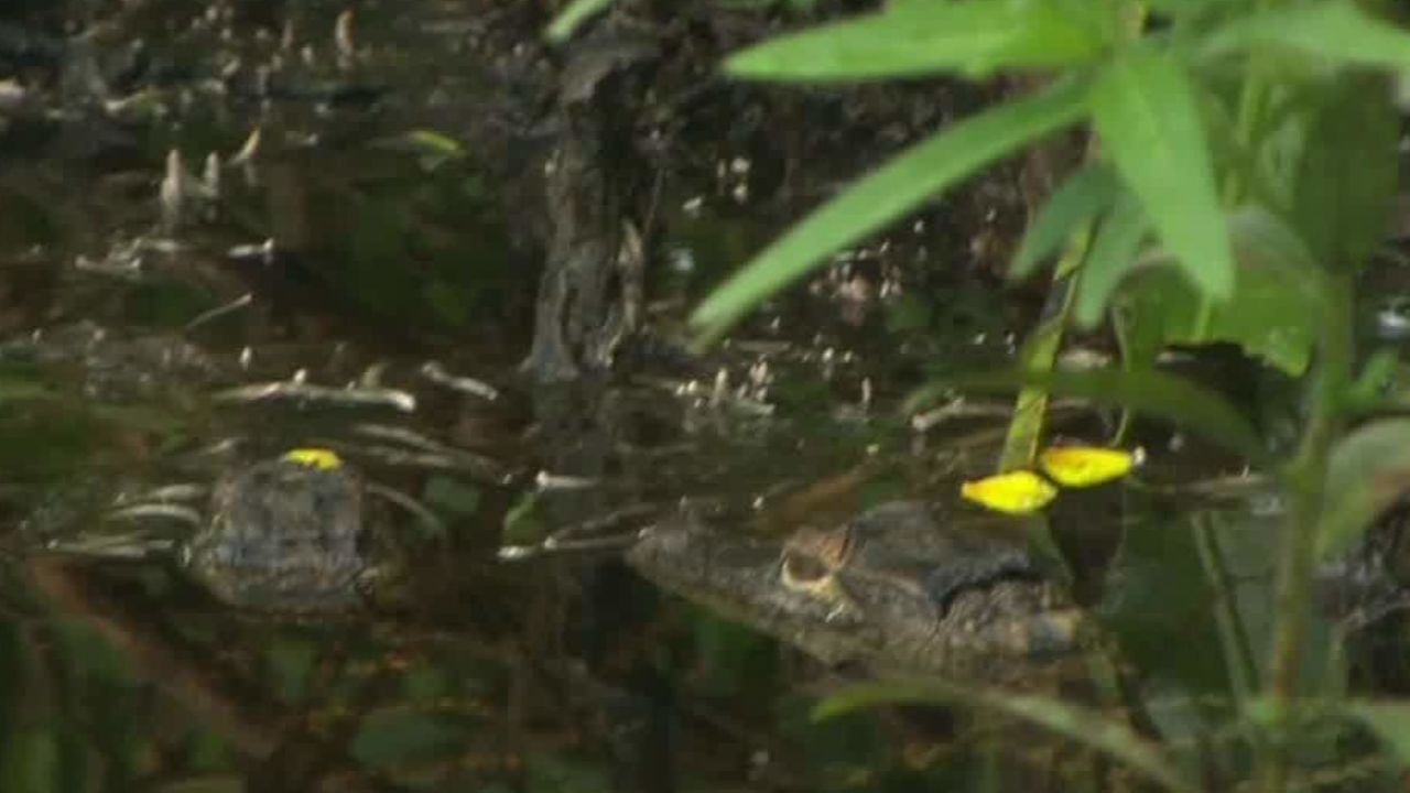 Airboat captain: Don’t blame Disney for gators | CNN