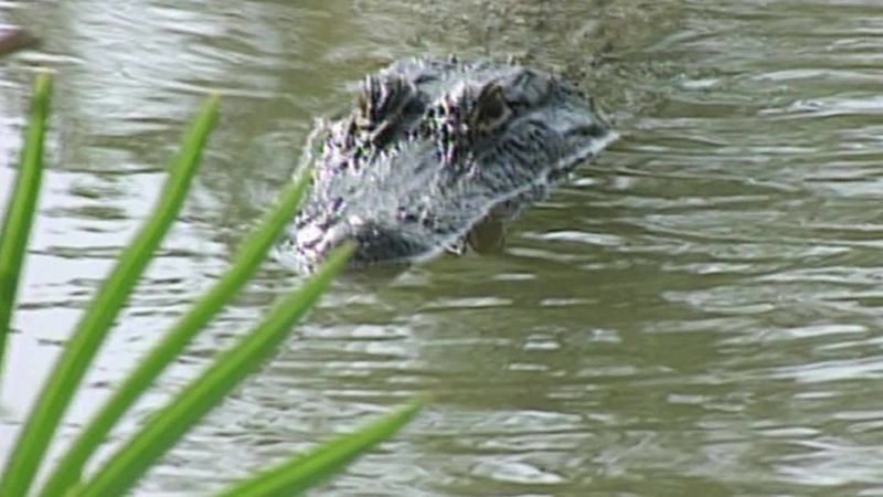 Two South Carolina Men Charged After Forcing Alligator To Drink Beer Cnn