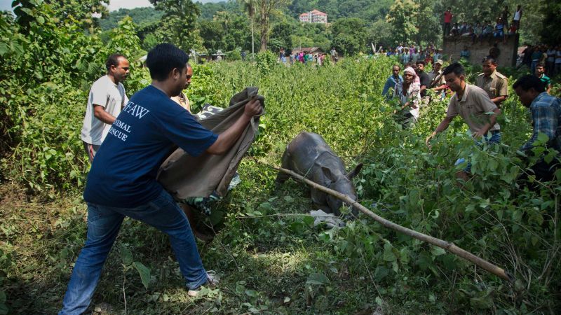 India Floods Drown 21 Rare One Horned Rhinos Cnn