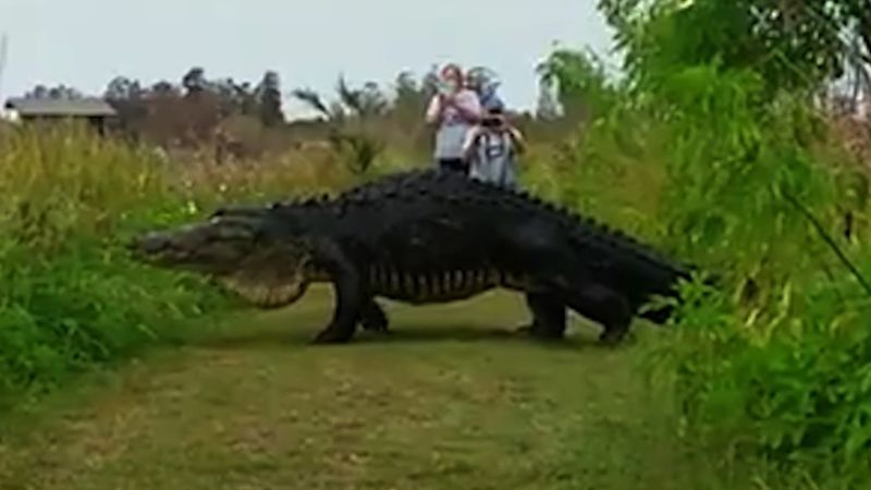 800-pound gator caught on camera | CNN