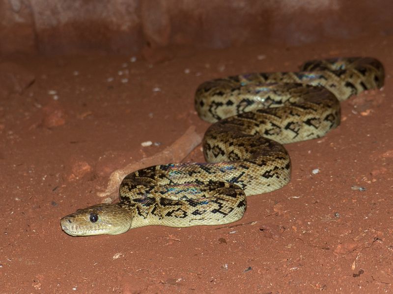 Bbc Iguana Running On Sport Center From Snakes Flash Sales ...