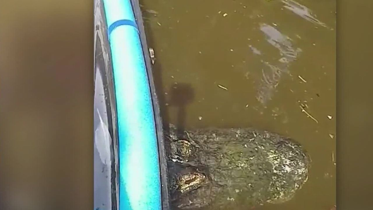 Watch: Canoe gets stuck on a large alligator | CNN
