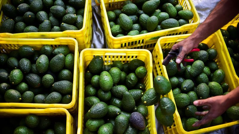 US suspends import of almost 20 million avocados a day from Mexico