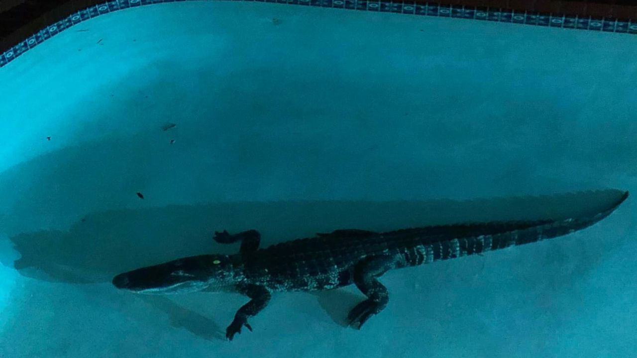 7-foot alligator makes itself at home in a Florida family's pool | CNN
