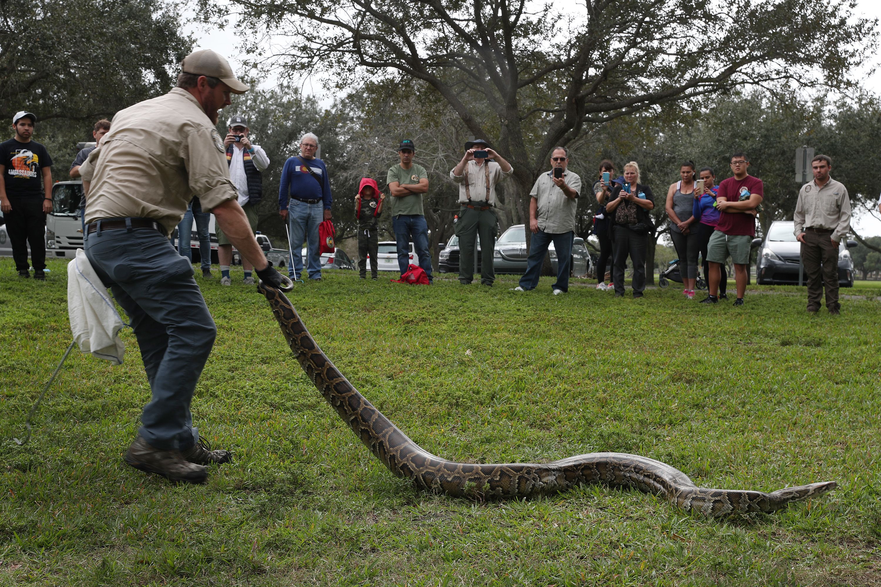 Burmese Python Squeeze Burmese Python Squeeze