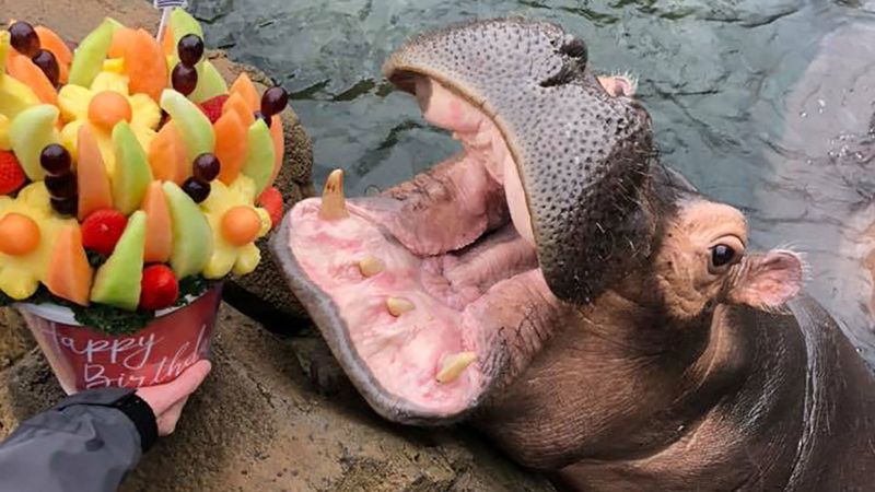 Fiona The Hippo She Just Received The Sweetest Birthday T From Her