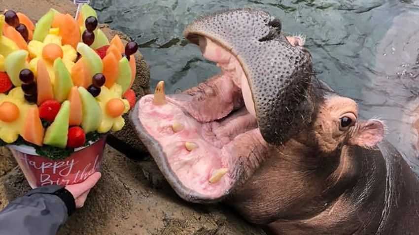 Fiona The Hippo She Just Received The Sweetest Birthday T From Her