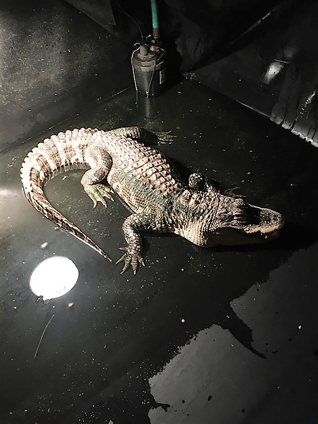 Alligator found: Reptile was living in the basement of an Ohio home | CNN