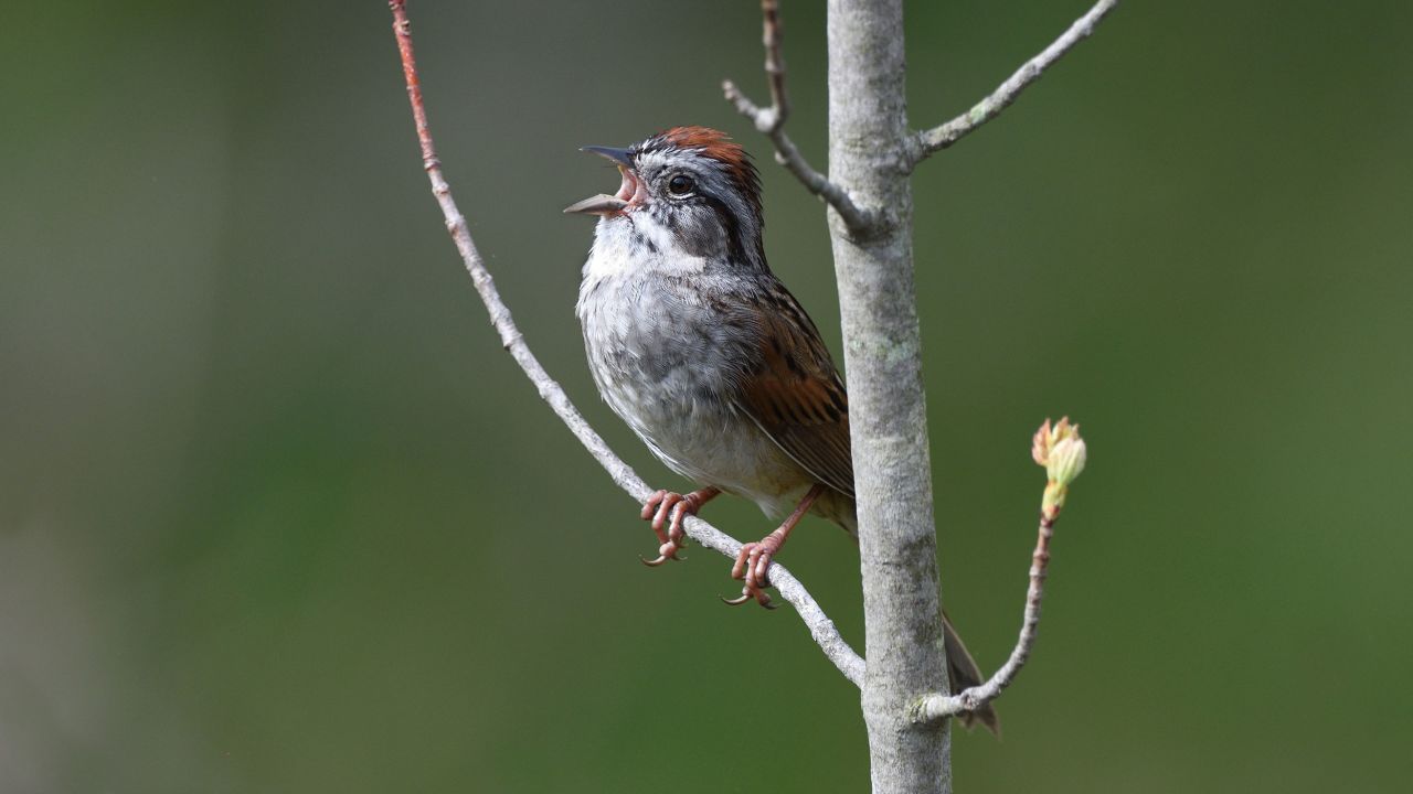 Songbirds sing so loudly at dawn because they're warming up, study ...