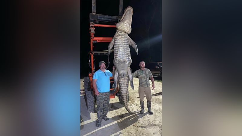 Florida alligator: It weighed more than 1,000 pounds | CNN