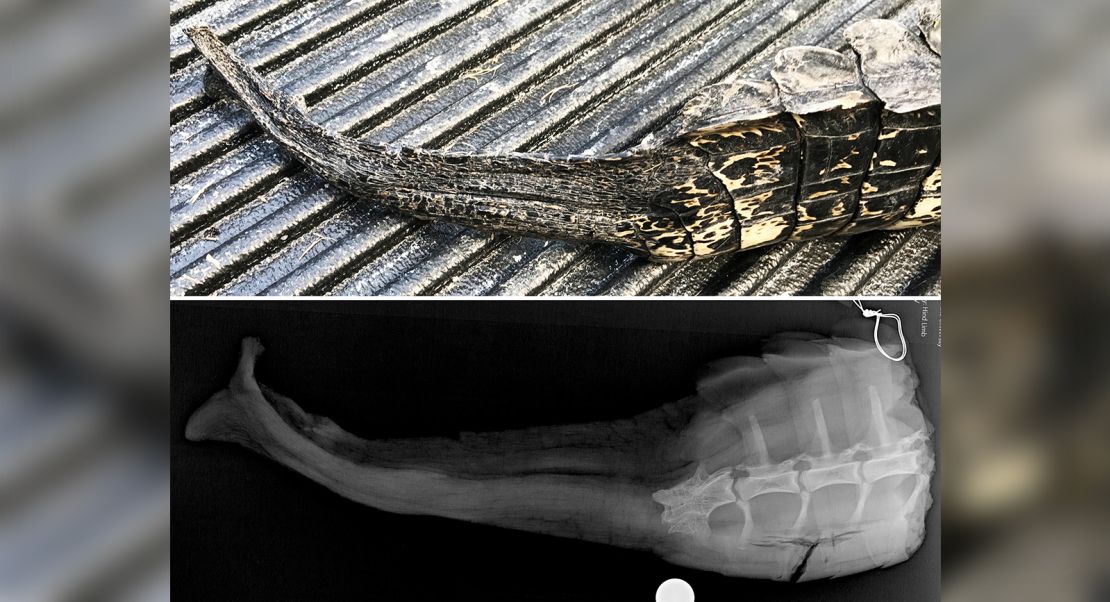 Alligators can regrow their tails, new study finds | CNN