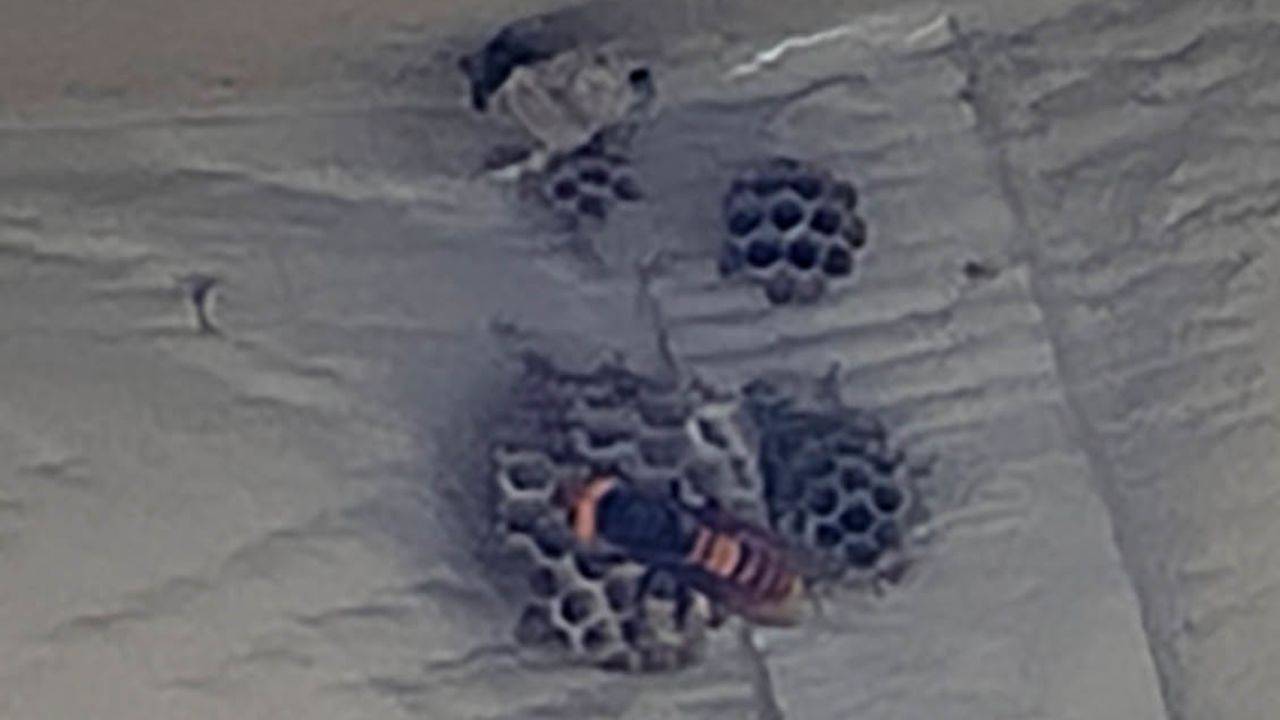 First live 'murder hornet' of 2021 spotted attacking a wasp nest | CNN