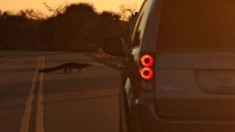 How to survive an alligator attack -- or better yet, avoid one | CNN