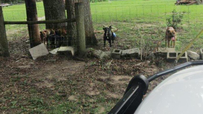 A Florida postal worker died after being attacked by 5 dogs when her ... A Florida postal worker died after being attacked by 5 dogs when her ...
