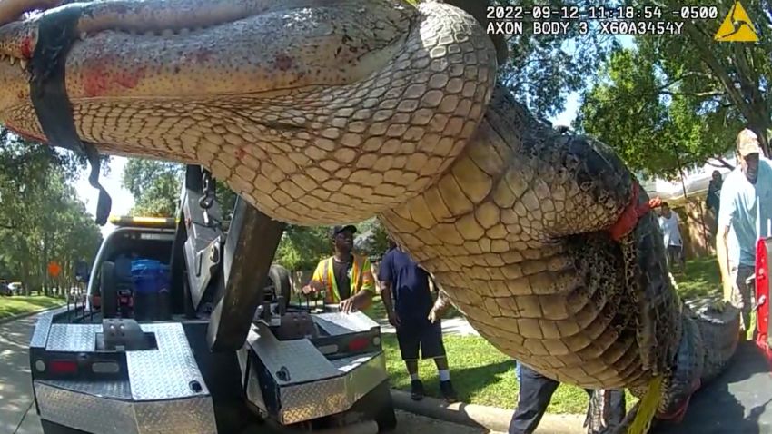 Tow truck lifts massive alligator out of Texas neighborhood | CNN