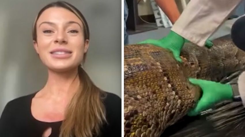 ‘Never smelled anything like that’: Scientist finds gator inside 18-foot python | CNN
