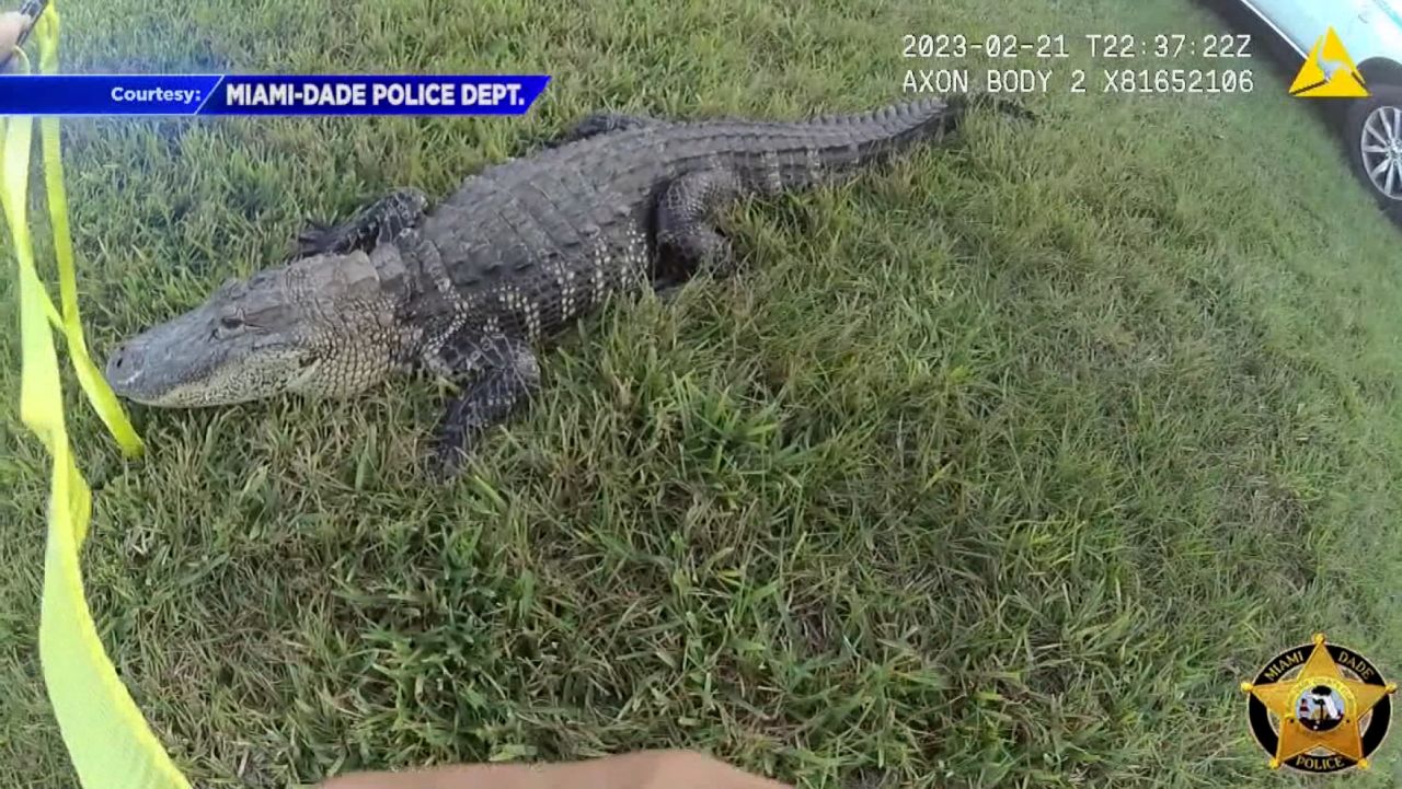 Bodycam captures officer’s gator encounter. See what happens next | CNN