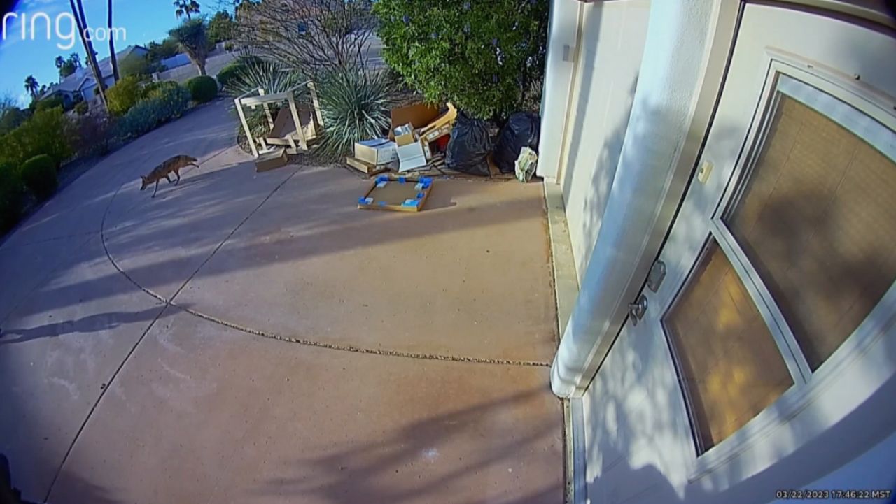 Terrifying video captures moment a coyote charges after toddler | CNN