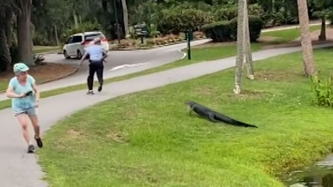 Alligator charges toward fisherman on Hilton Head Island | CNN