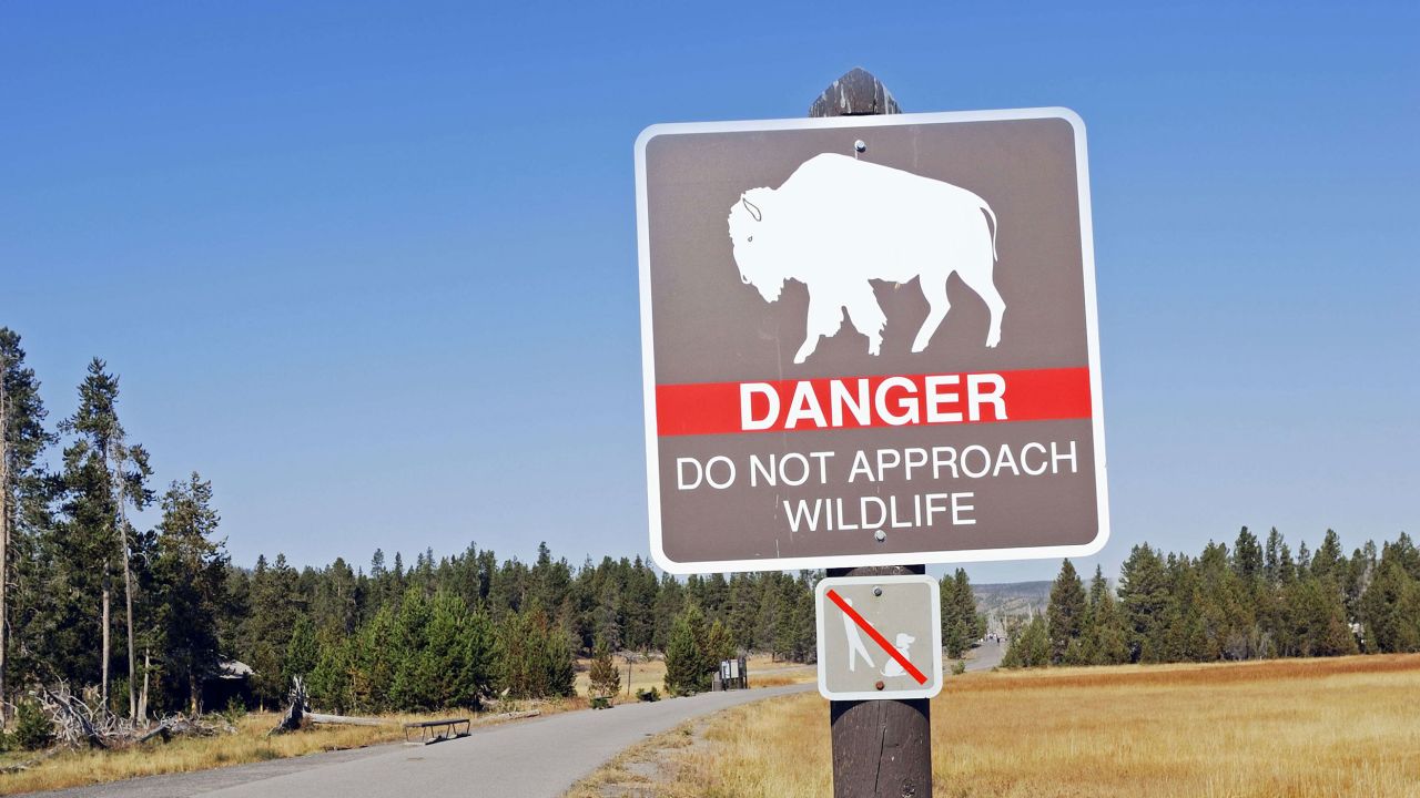 Bison attack: Woman seriously injured in Yellowstone National Park | CNN Bison attack: Woman seriously injured in Yellowstone National Park | CNN