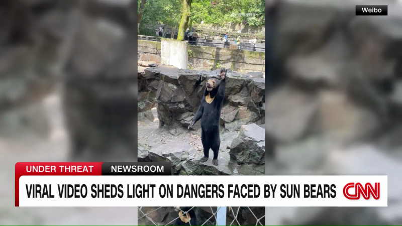 Viral video sheds light on dangers faced by sun bears | CNN
