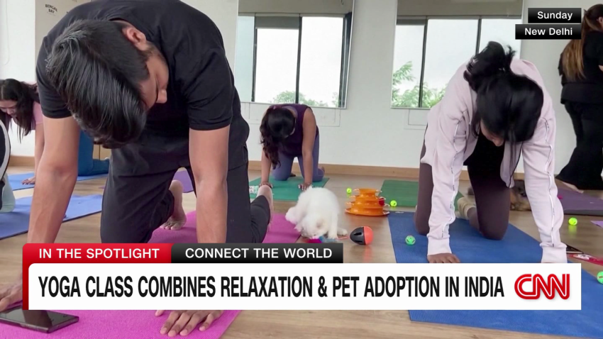 Cat Yoga | CNN