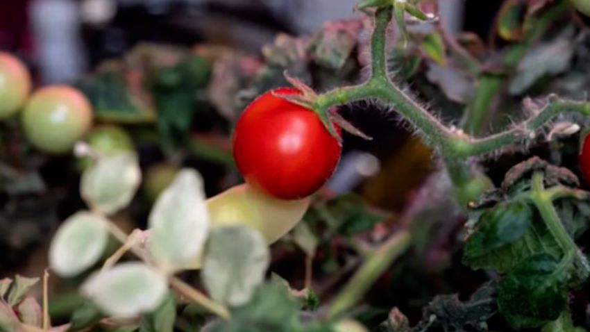 Mystery of the missing space tomato solved | CNN