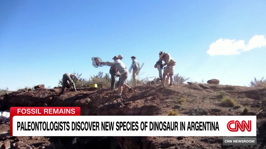 New species of dinosaur discovered in Argentina | CNN