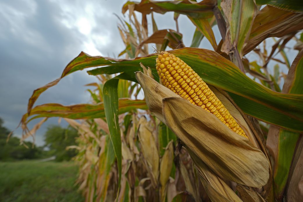 ‘Like everyone on the planet giving up breakfast’: Calories from food production set to plummet ...