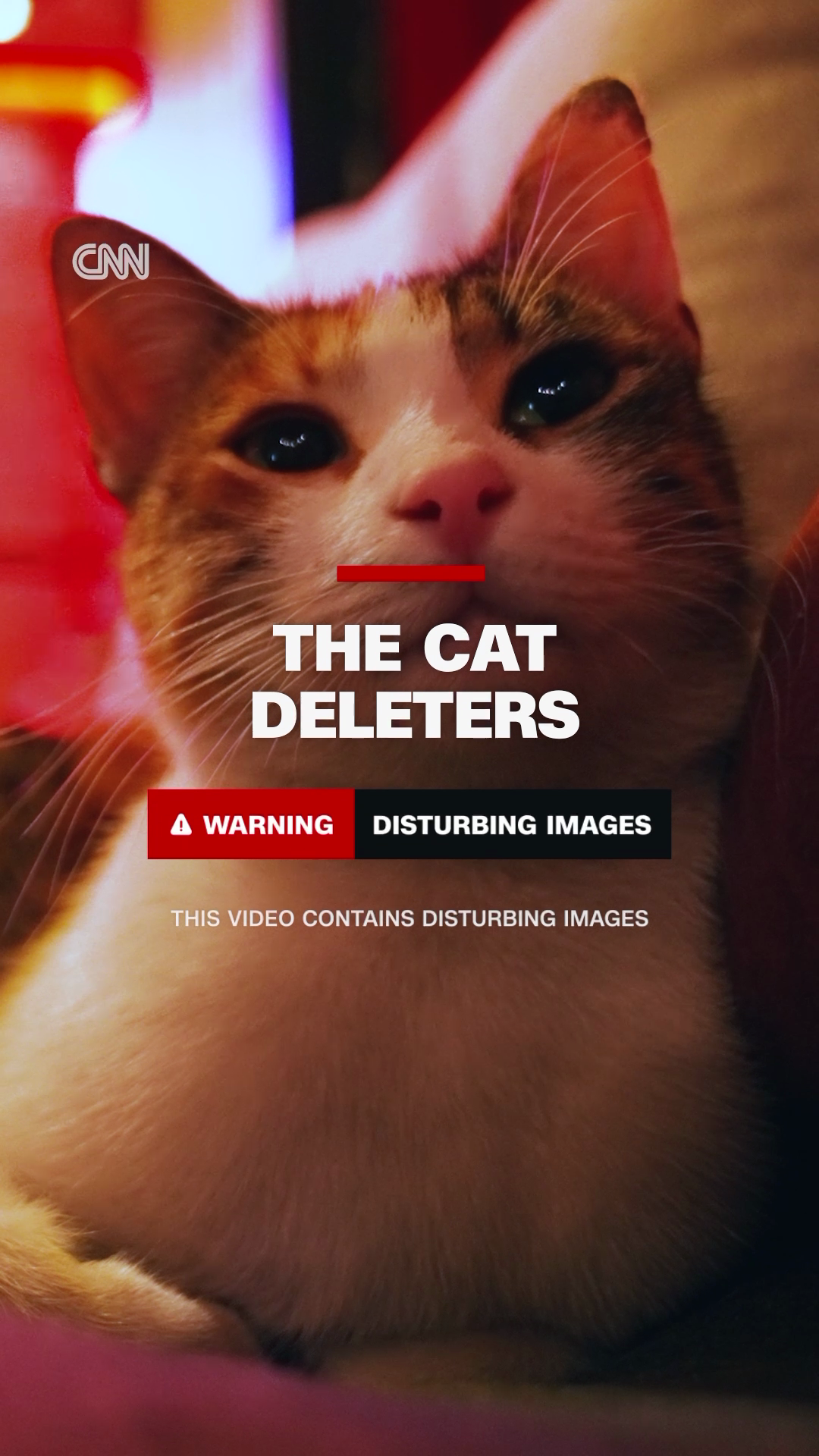 Exclusive: Inside the shadowy global networks that torture cats for ...